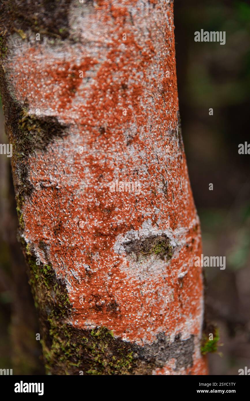 Bright red lichen on tree bark in Tasmanian wilderness Stock Photo - Alamy