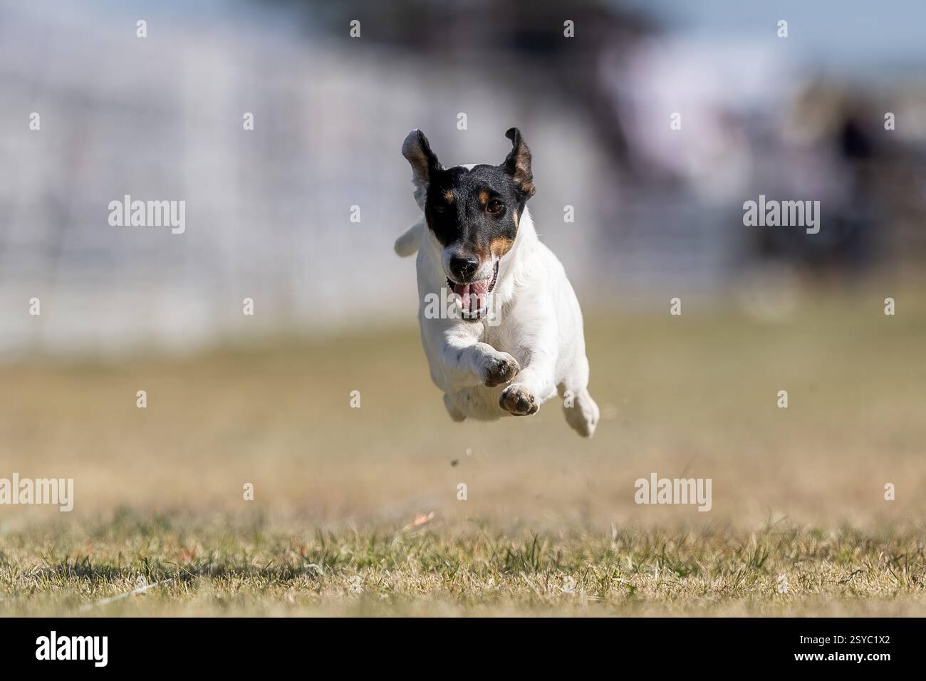 Smooth fox terrier hi-res stock photography and images - Alamy