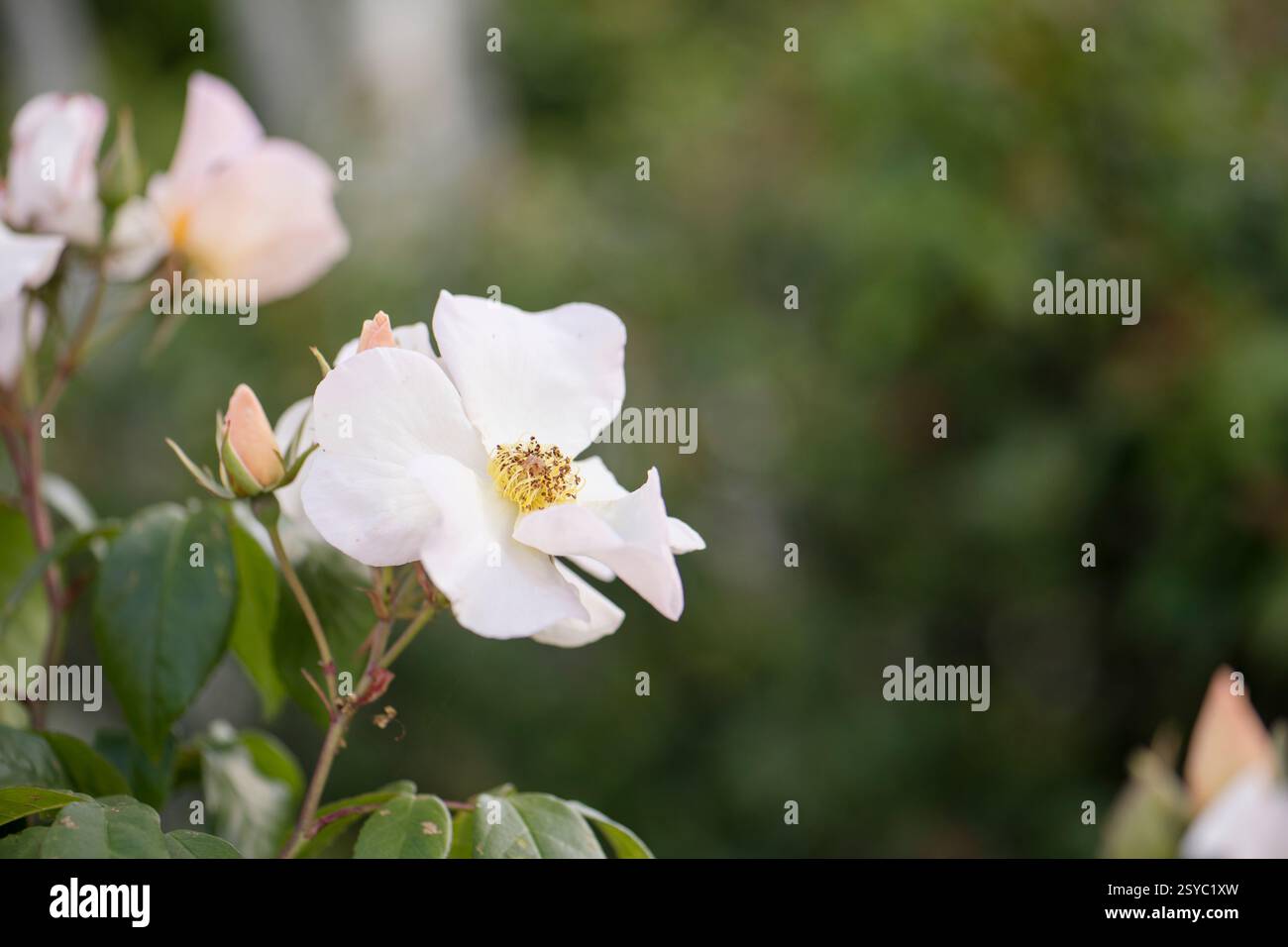 Blooming bright delicate white hi-res stock photography and images - Alamy