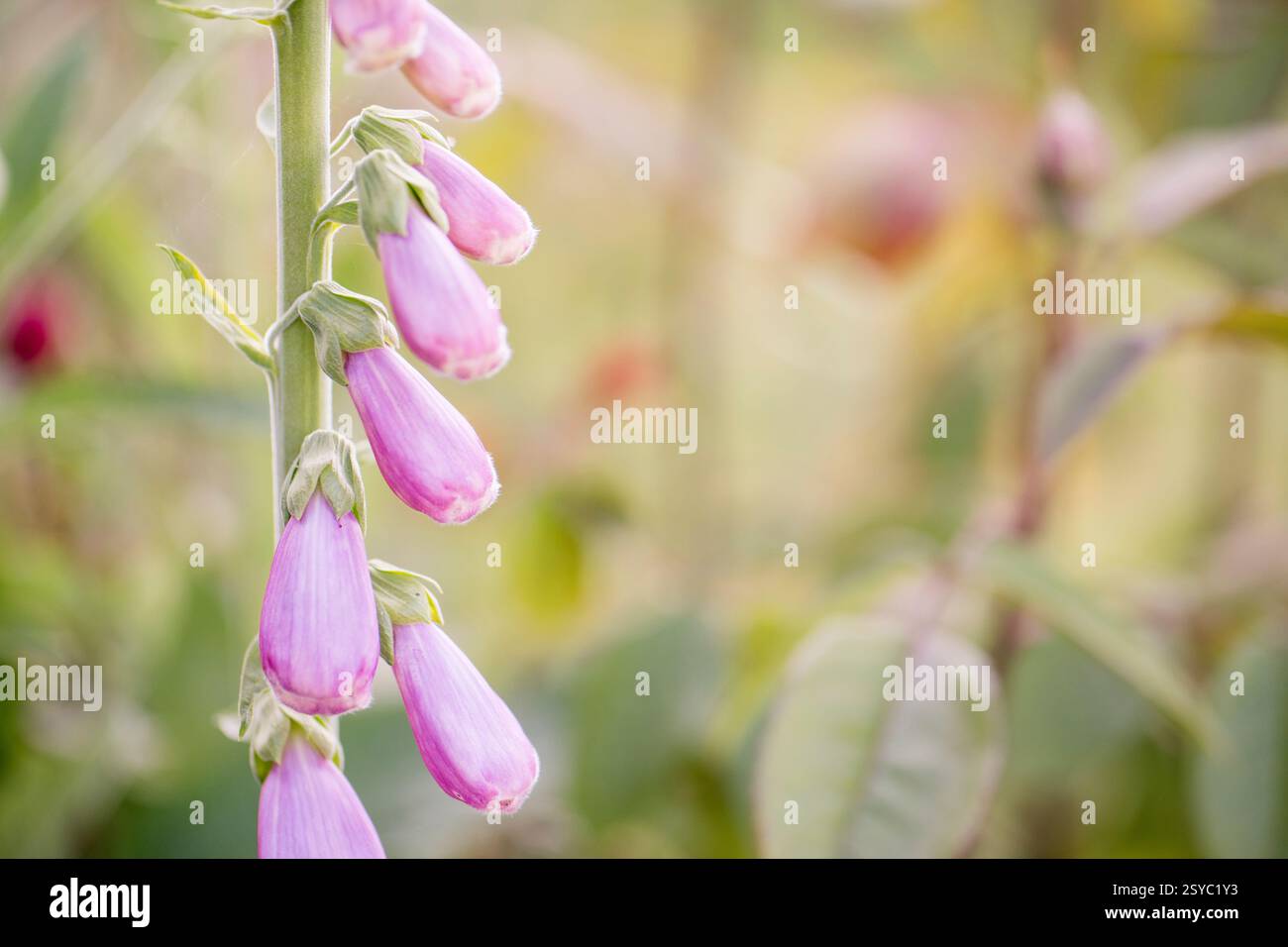 Pink bell flowers in a garden Stock Photo - Alamy