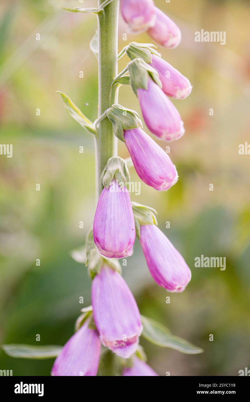 Rose bell shaped flowers hi-res stock photography and images - Alamy