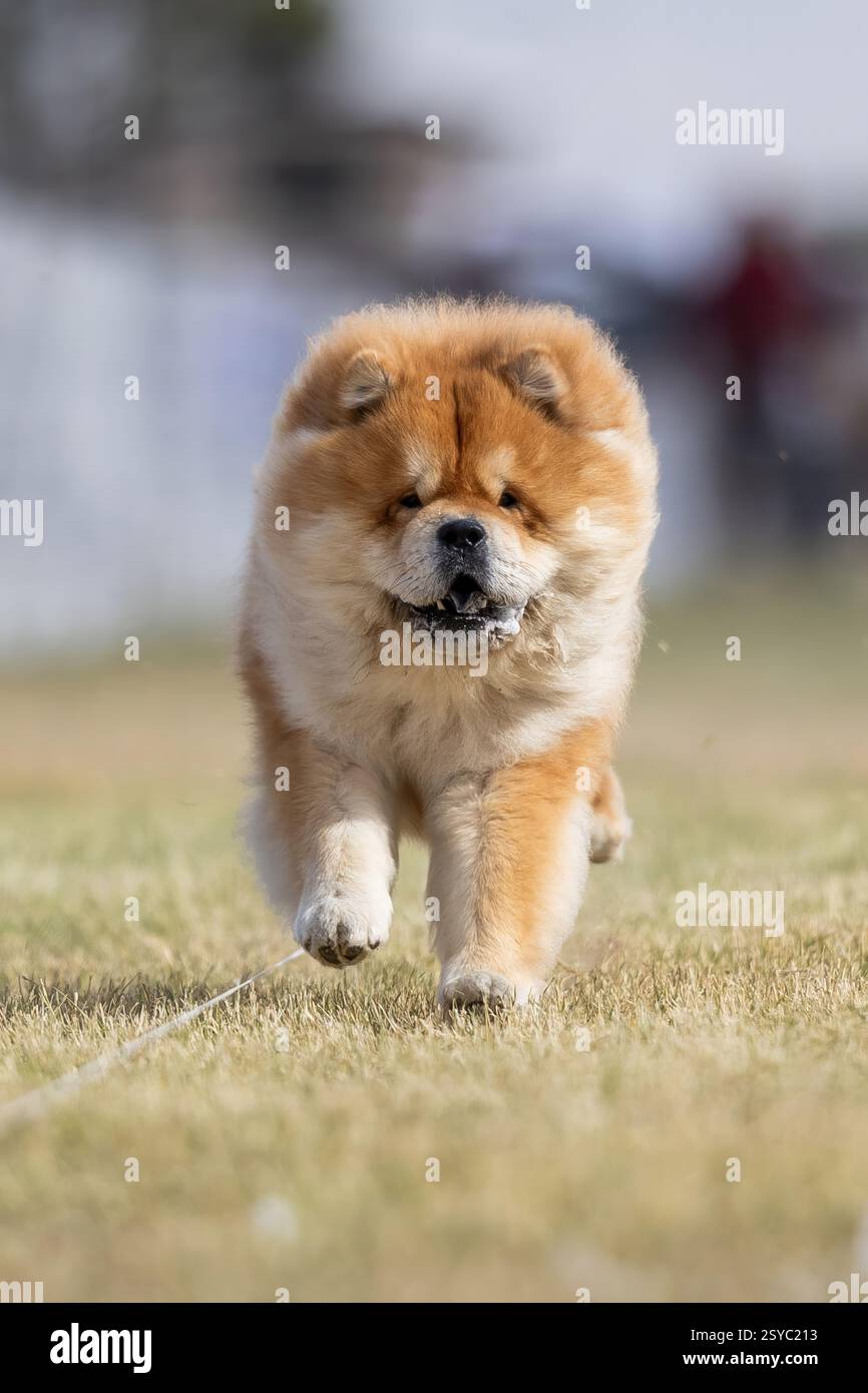 Chow Chow Running Lure Course Sprint Dog Sport Stock Photo - Alamy
