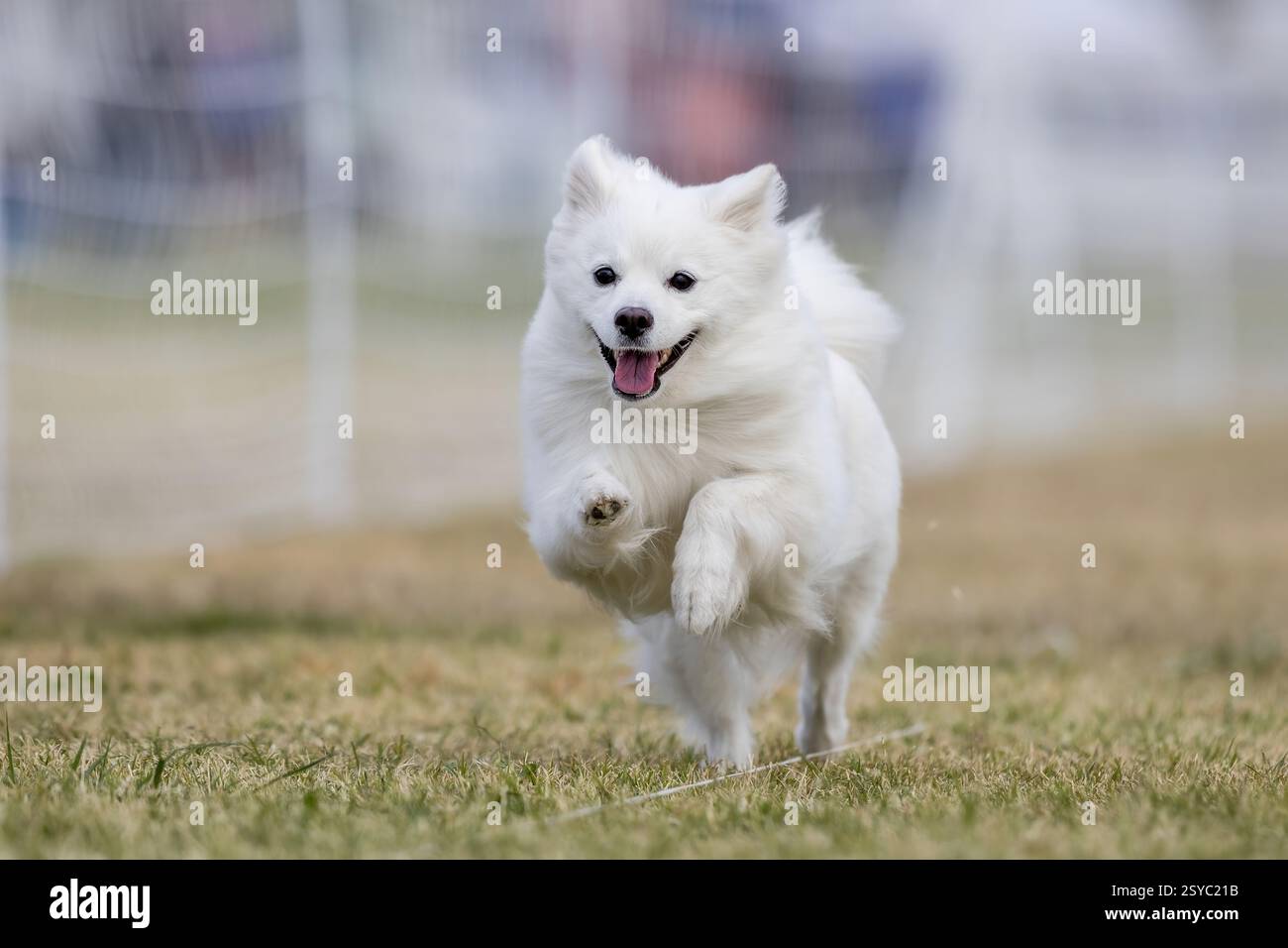American Eskimo Dog Running Lure Course Sprint Dog Sport Stock Photo ...