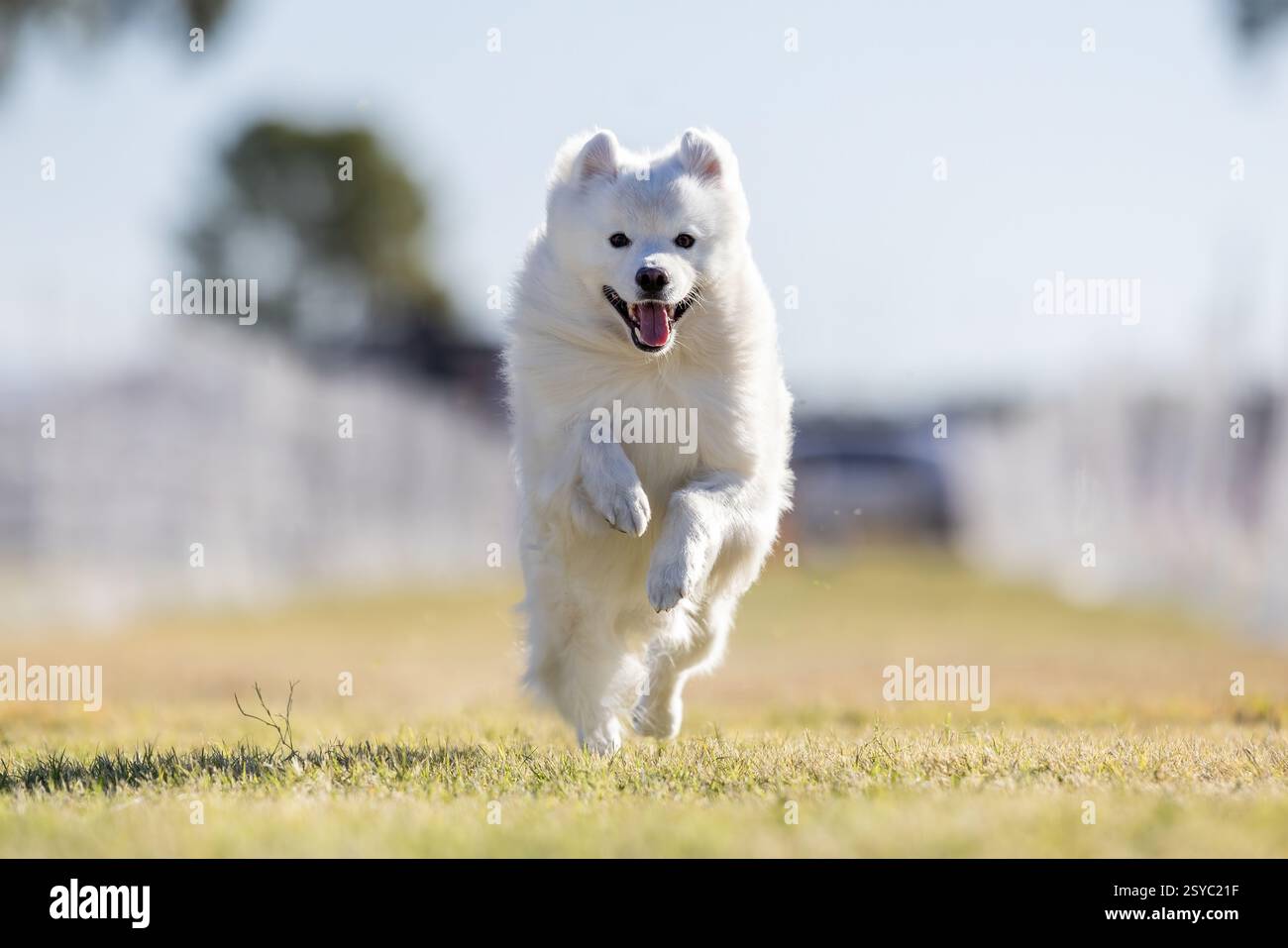 American Eskimo Dog Running Lure Course Sprint Dog Sport Stock Photo ...