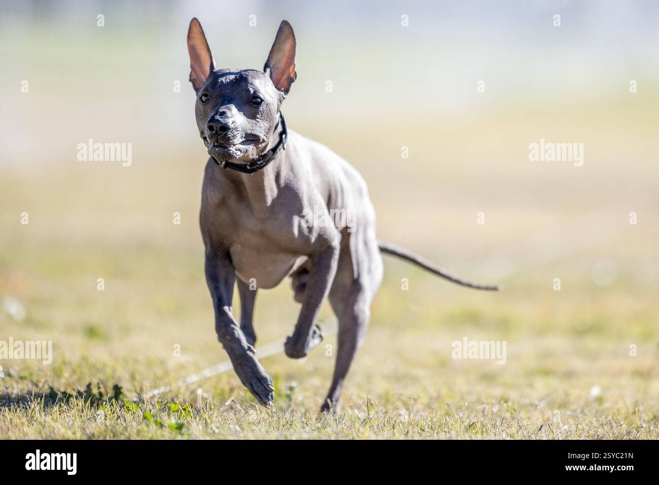 Xoloitzcuintli Running Lure Course Sprint Dog Sport Stock Photo - Alamy