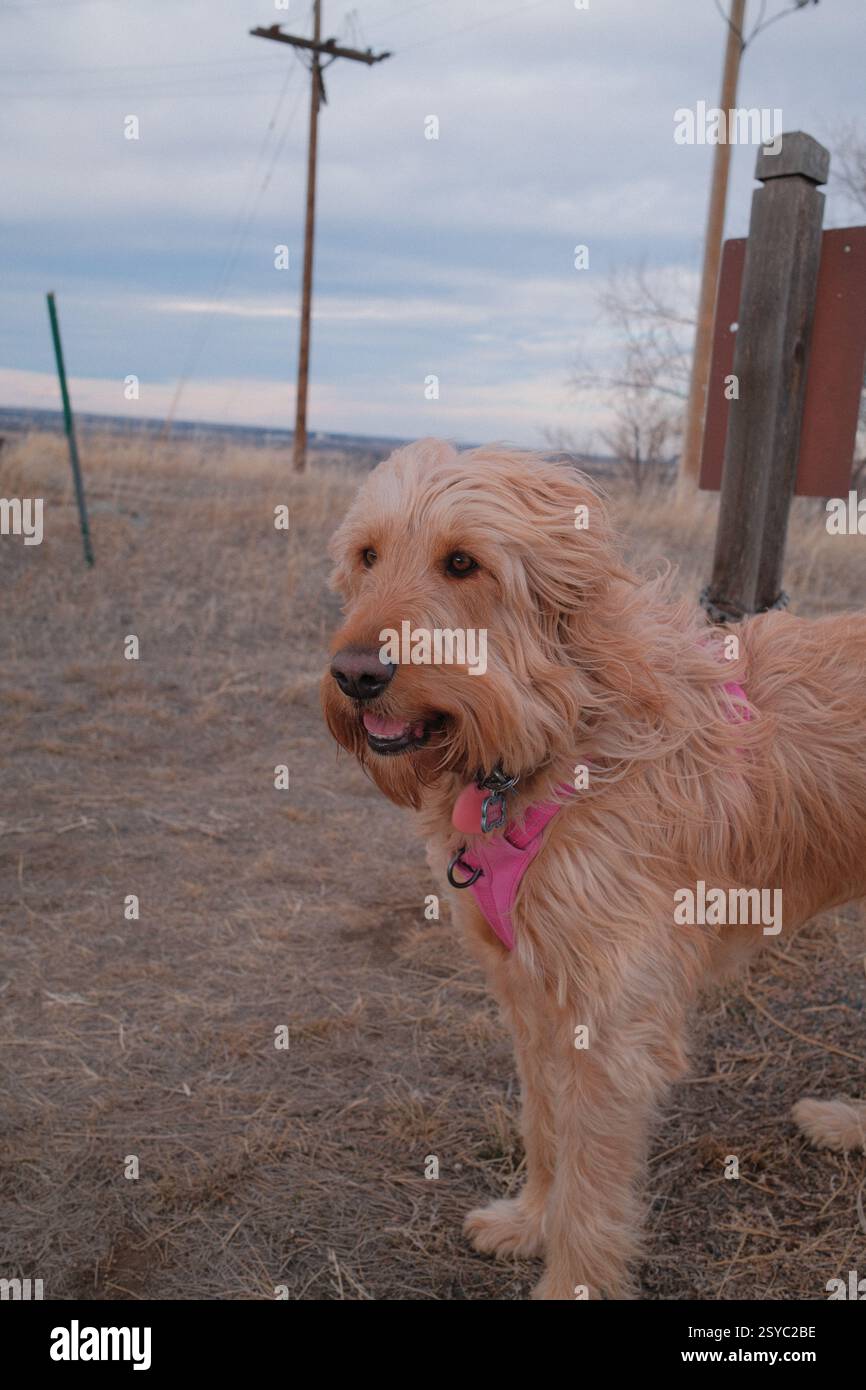 Golden Doodle Dog On a Walk in Colorado Stock Photo - Alamy