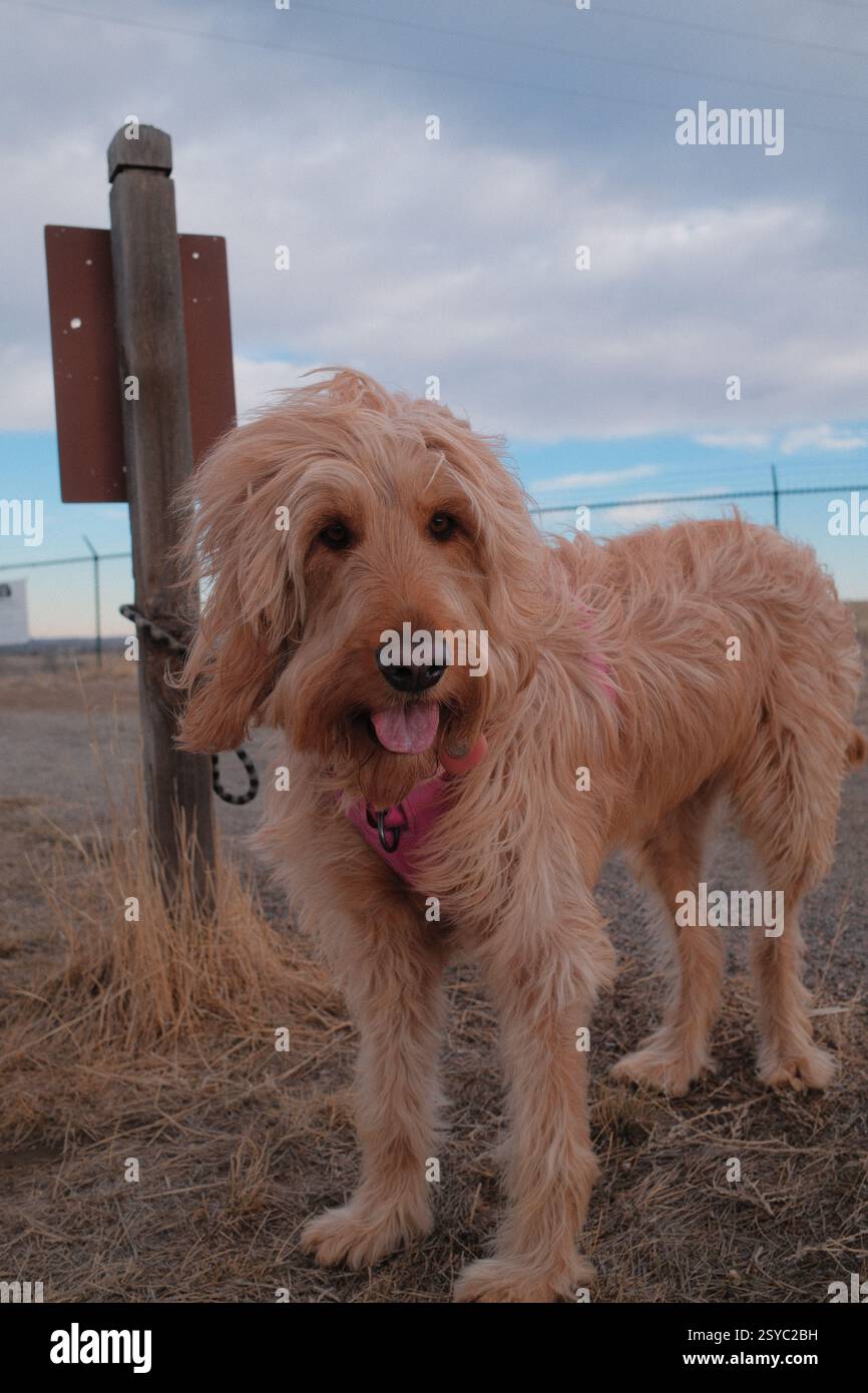 Golden Doodle on a Walk in Colorado Stock Photo - Alamy