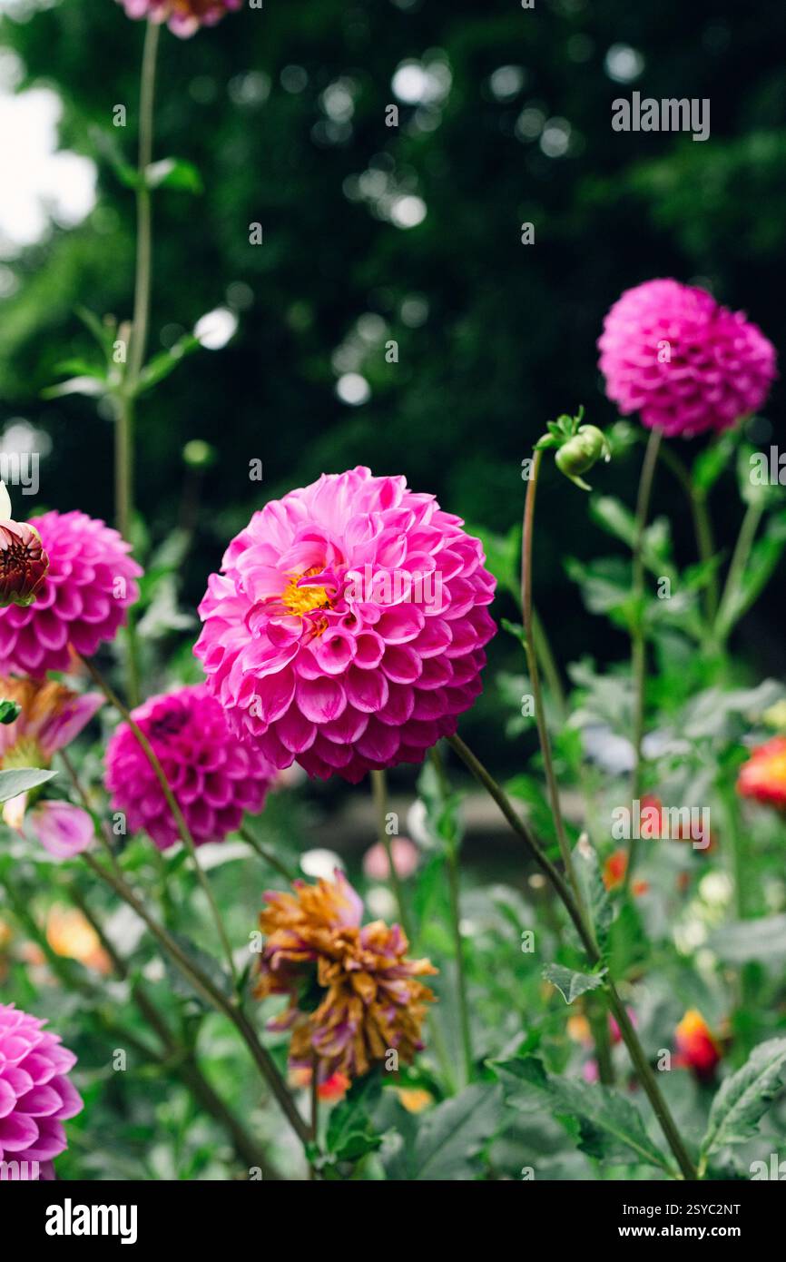 Dahlias blooming in a spring garden tall and short Stock Photo - Alamy