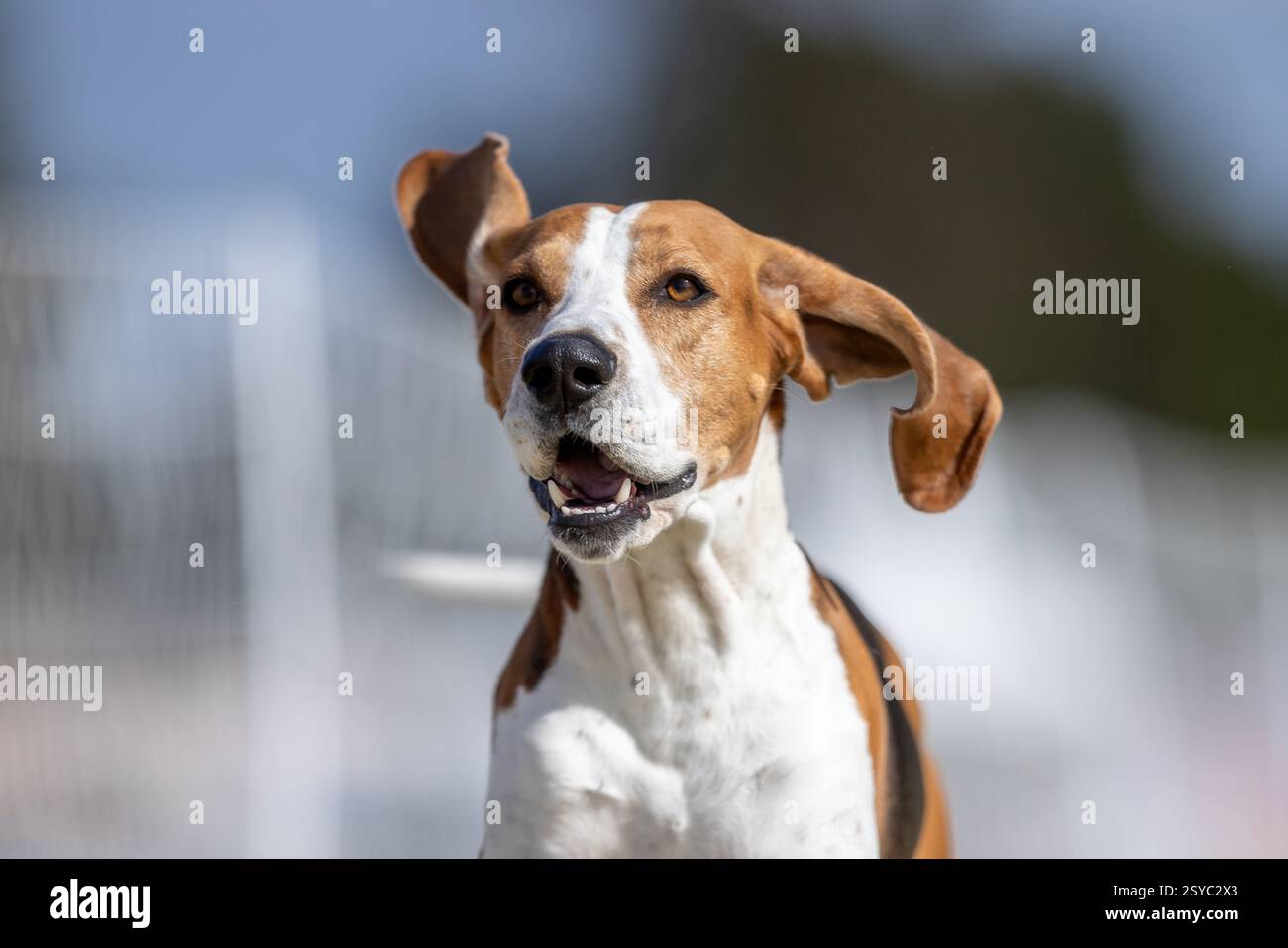 Treeing Walker Coonhound Running Lure Course Dog Sport Stock Photo - Alamy
