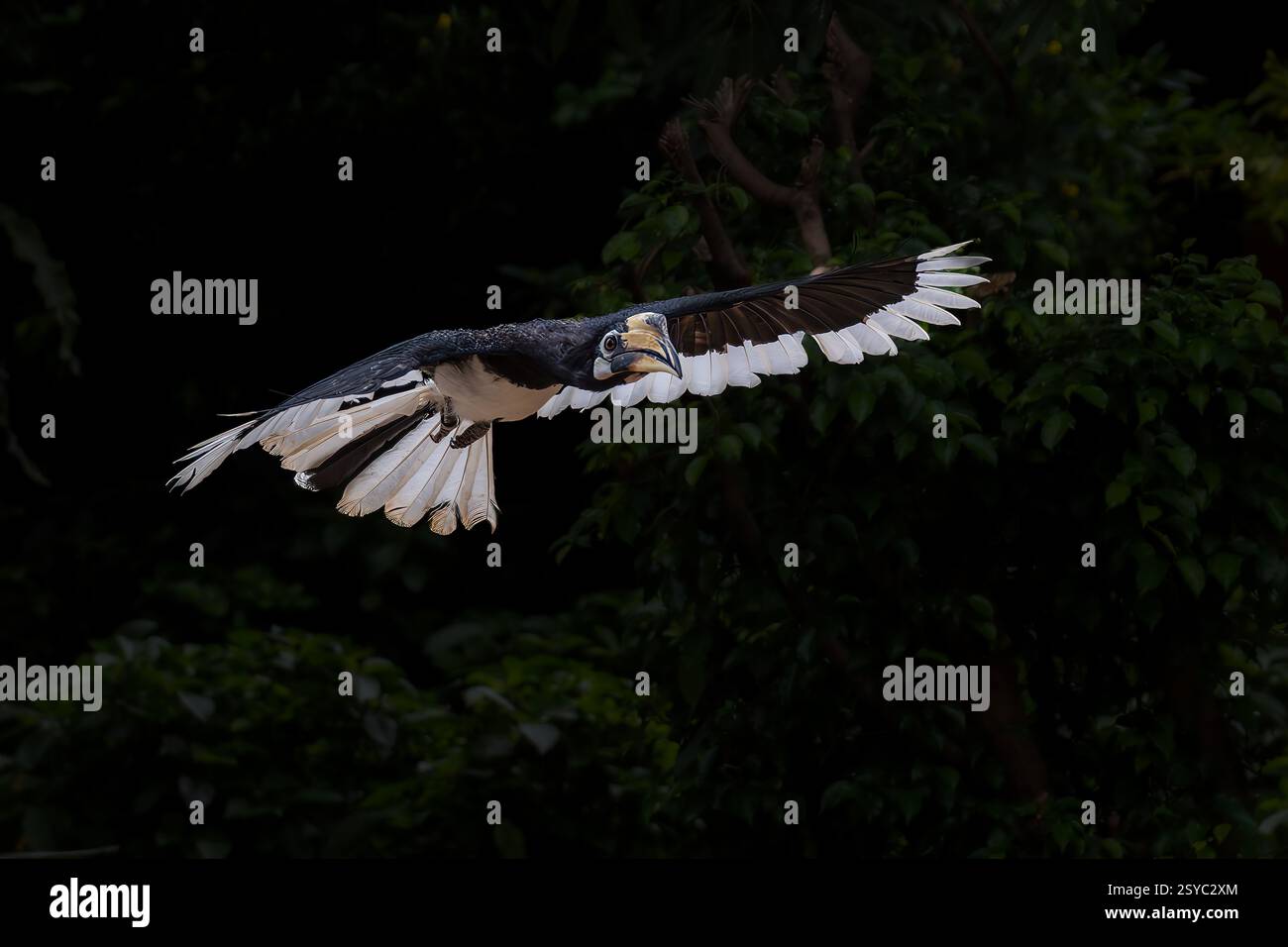 Rangkong Bird one of the Indonesian Papuan birds Stock Photo - Alamy