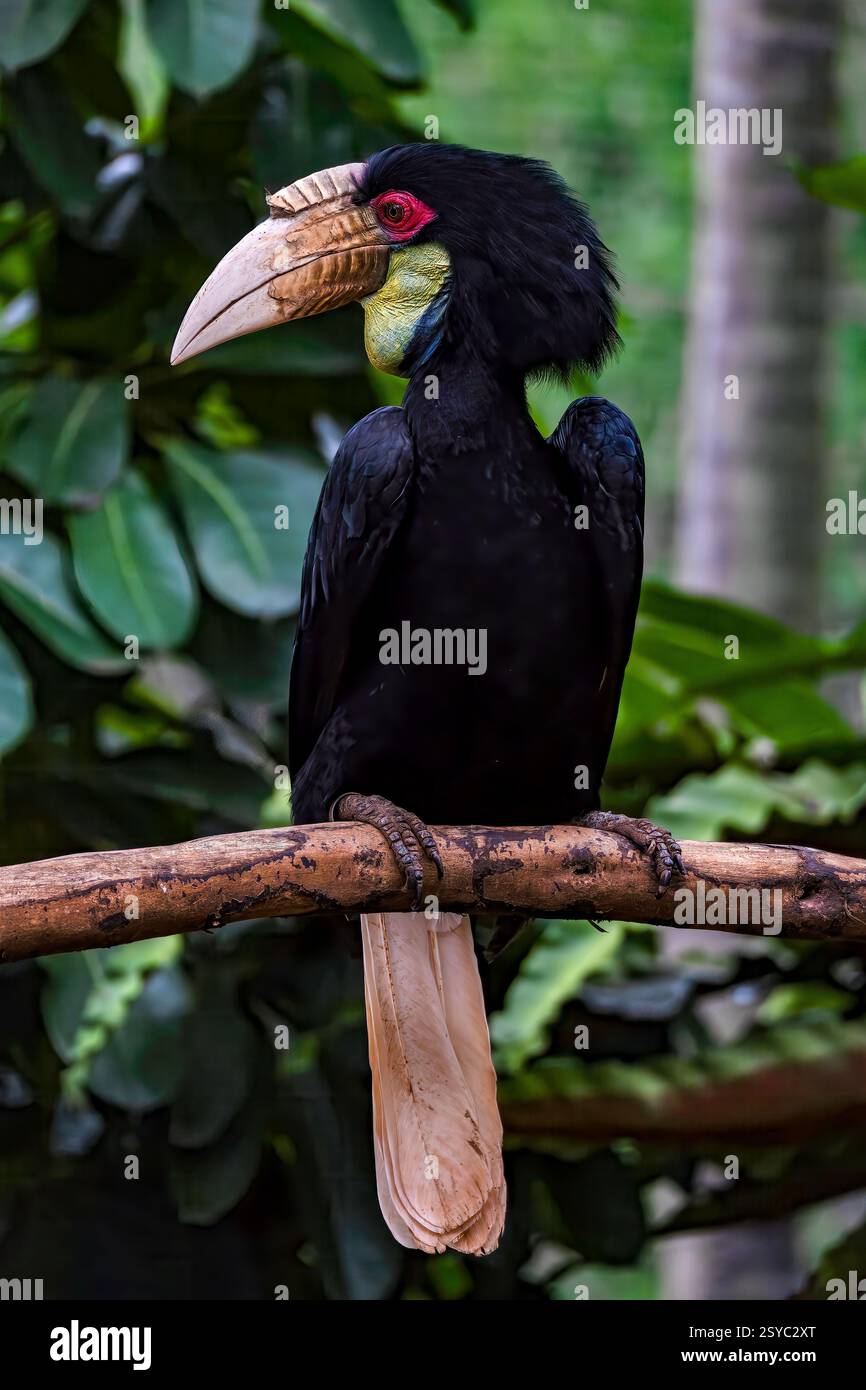 Rangkong Bird one of the Indonesian Papuan birds Stock Photo - Alamy
