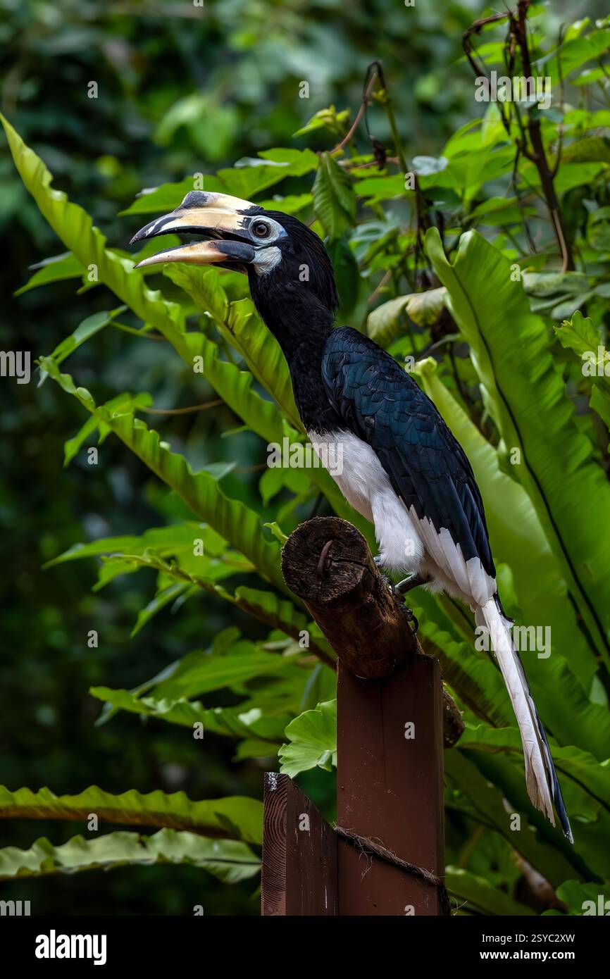Rangkong Bird one of the Indonesian Papuan birds Stock Photo - Alamy
