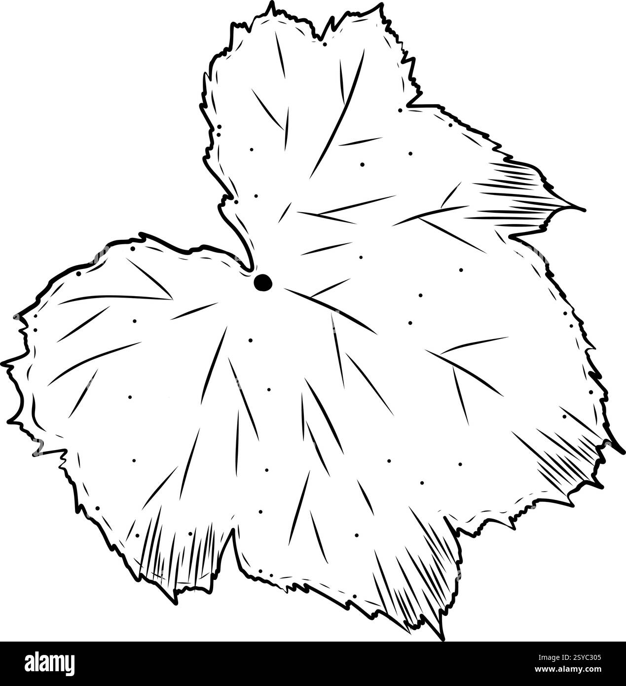 Vegetable leaf. Vector illustration. Hand-drawn graphics. Isolated on a ...