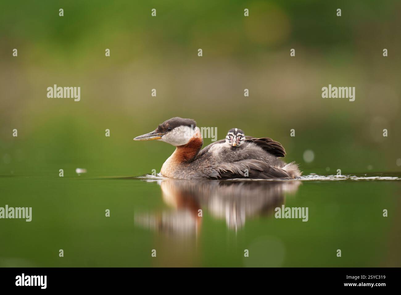 Red-Necked Grebe With Chick on Back in Tranquil Lake Setting Stock ...