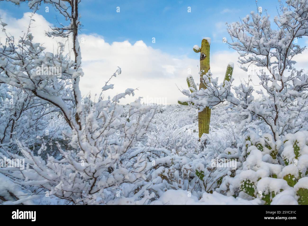 Snow Capped Serenity in Saguaro National Park, Arizona Stock Photo - Alamy