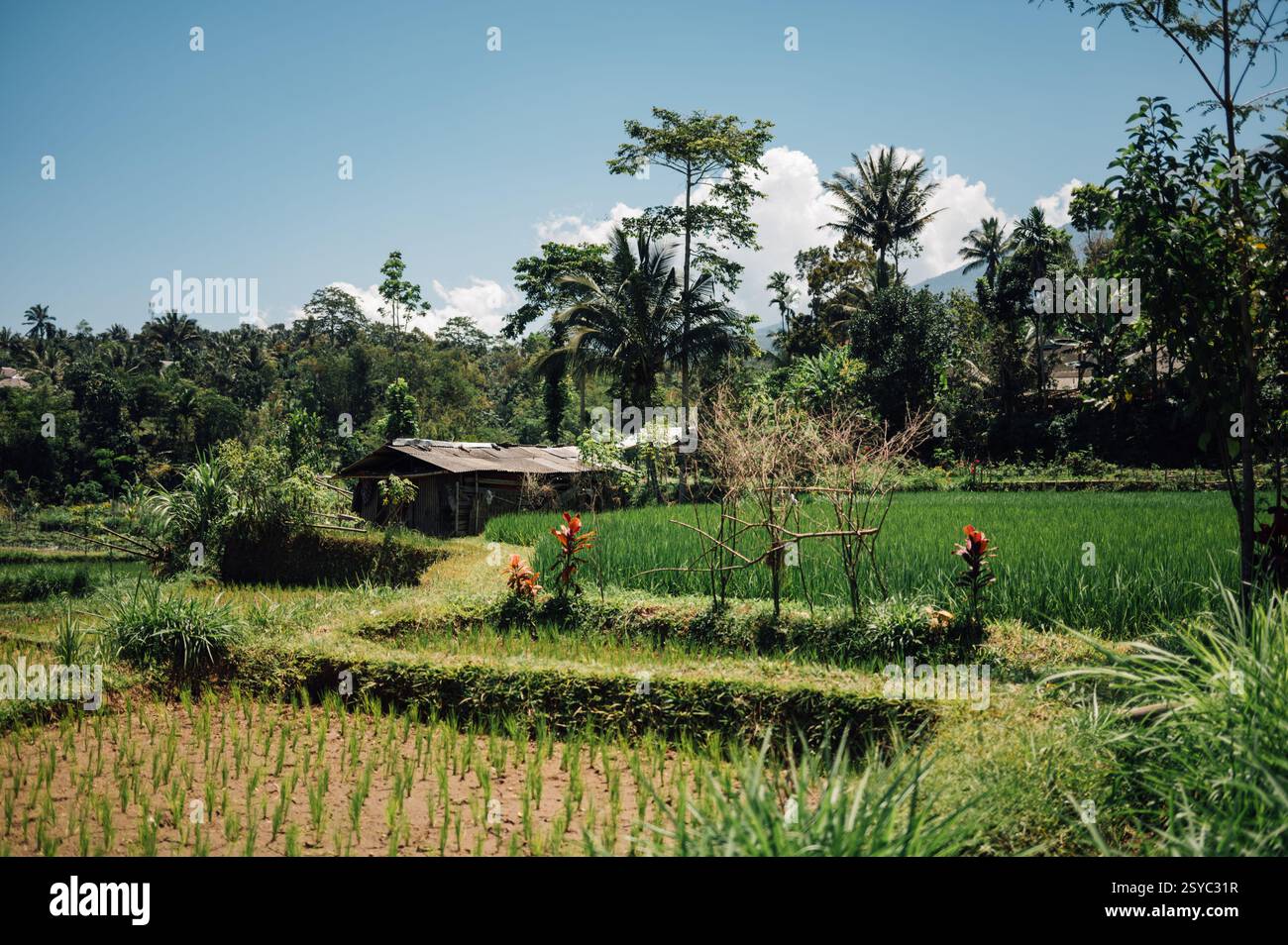 Lush Green Rice Fields and Palm Trees in Tetebatu Lombok, Indonesia ...