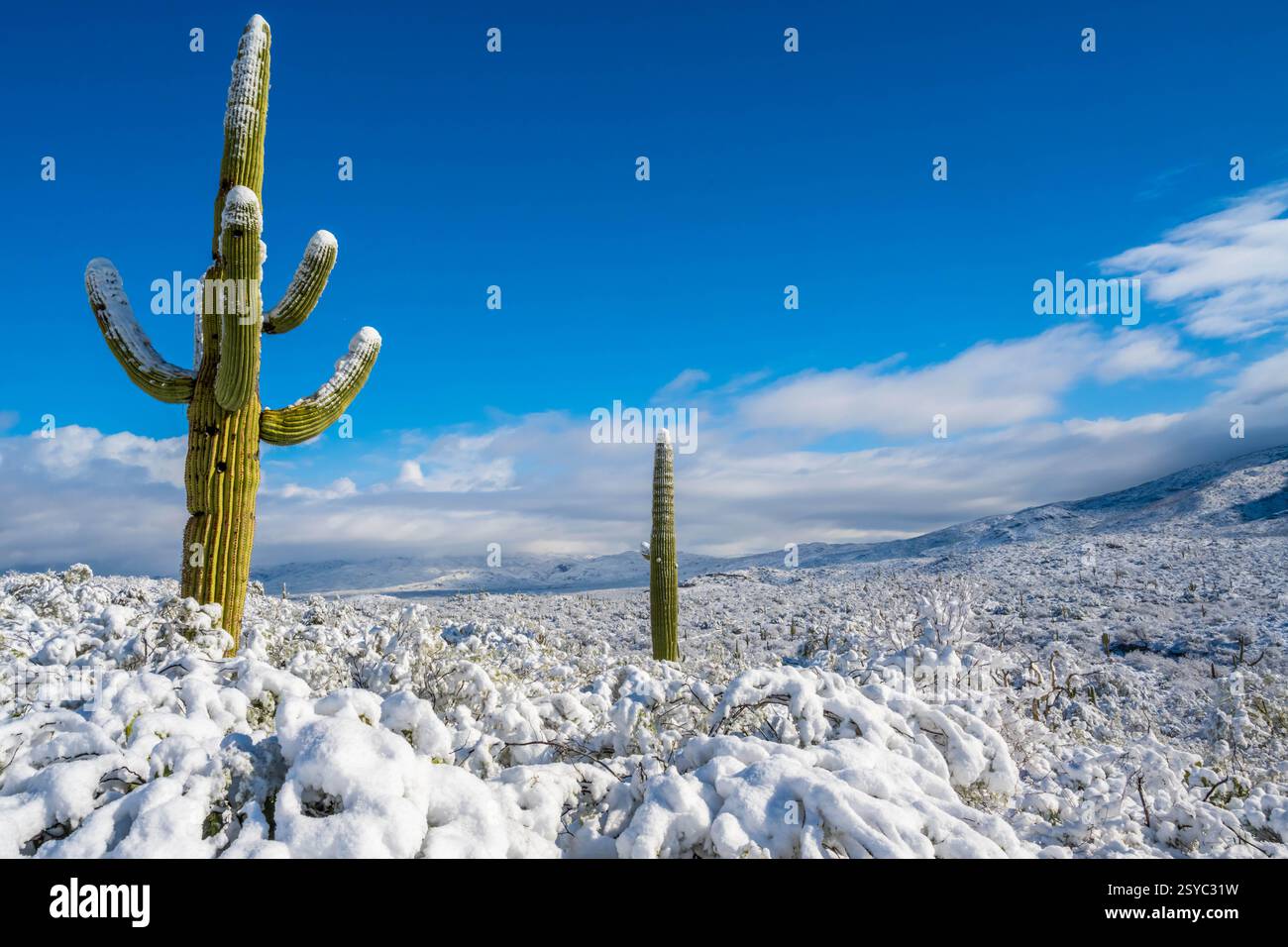 Snow Capped Serenity in Saguaro National Park, Arizona Stock Photo - Alamy