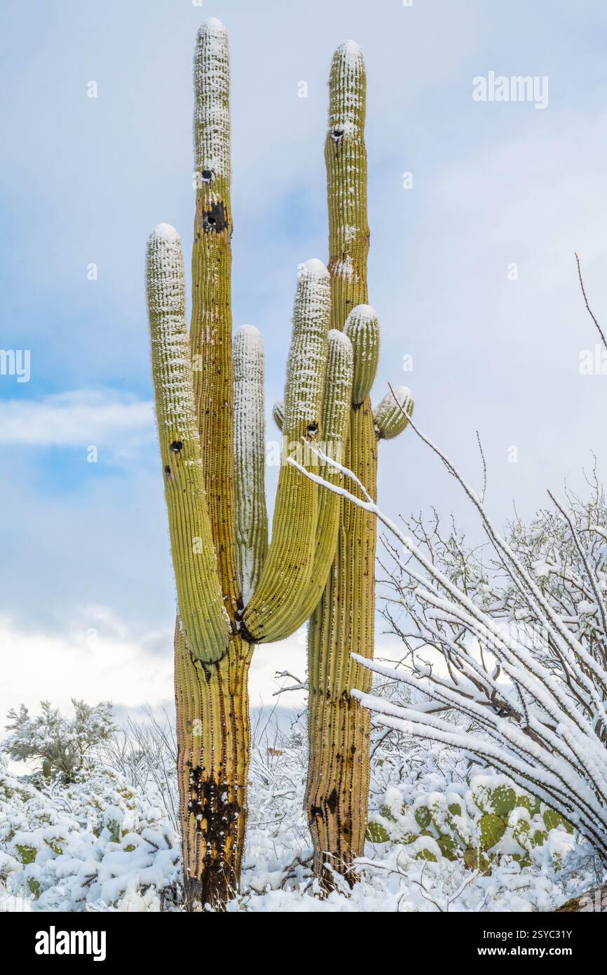 Snow Capped Serenity in Saguaro National Park, Arizona Stock Photo - Alamy