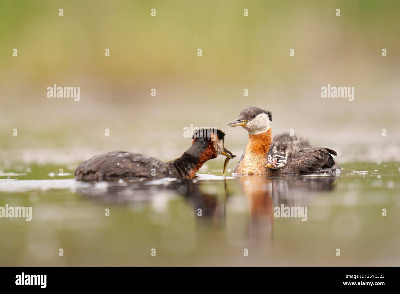 Grebes family hi-res stock photography and images - Alamy