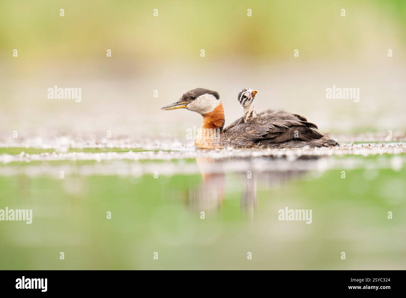 Red-Necked Grebe with Chick on Back in Tranquil Wetland Stock Photo - Alamy