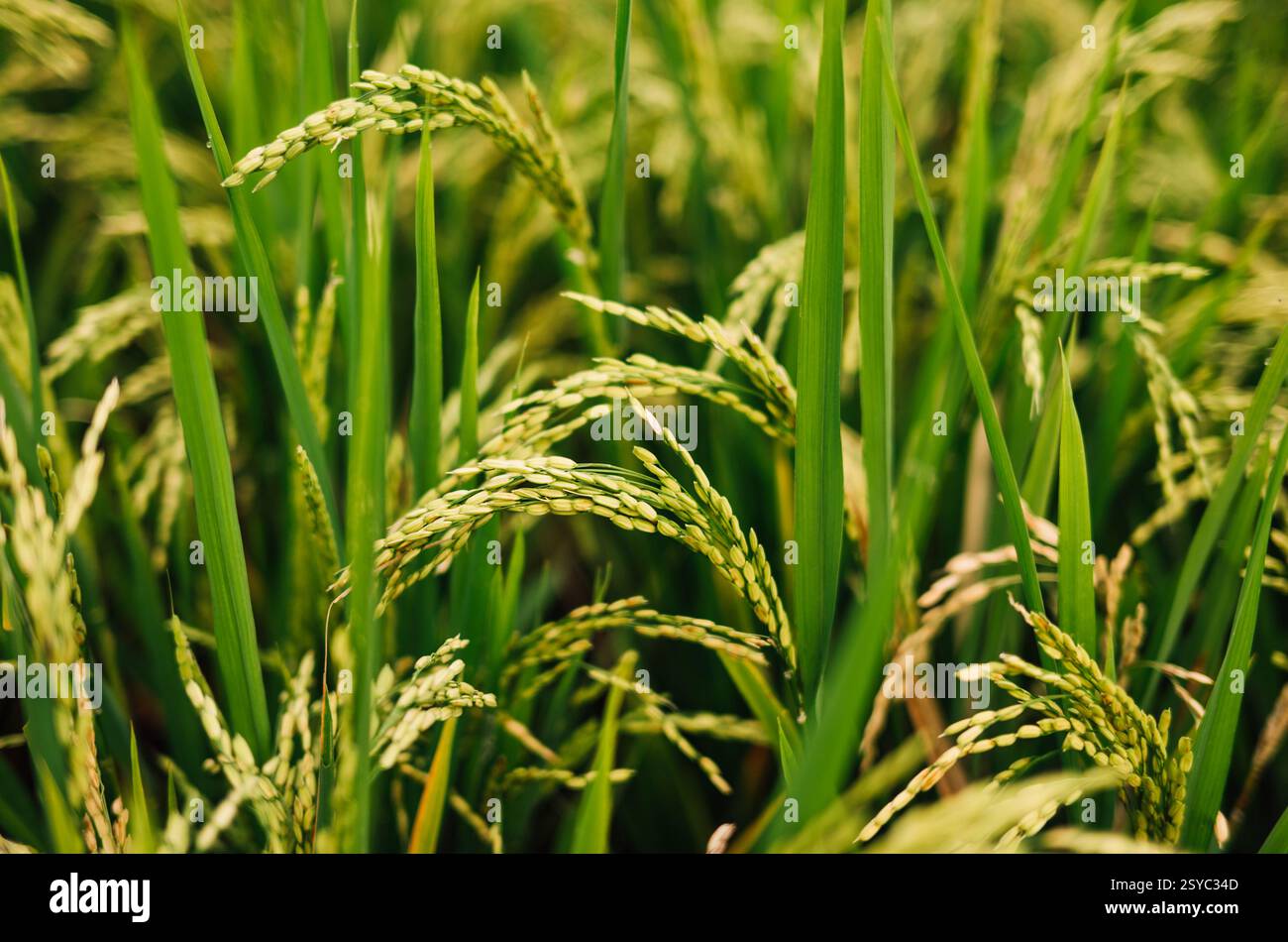 Organic Rice Grains Growing in a Vibrant Green Paddy Field Stock Photo ...