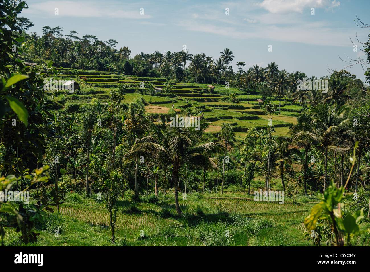 Lush Terraced Rice field and Palm Trees in Tetebatu Lombok, Indonesia ...