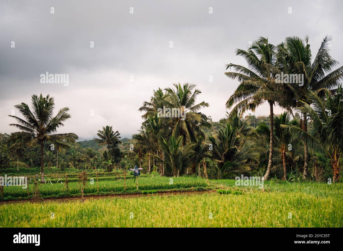 Lush Green Rice Fields and Palm Trees in Lombok, Indonesia Stock Photo ...