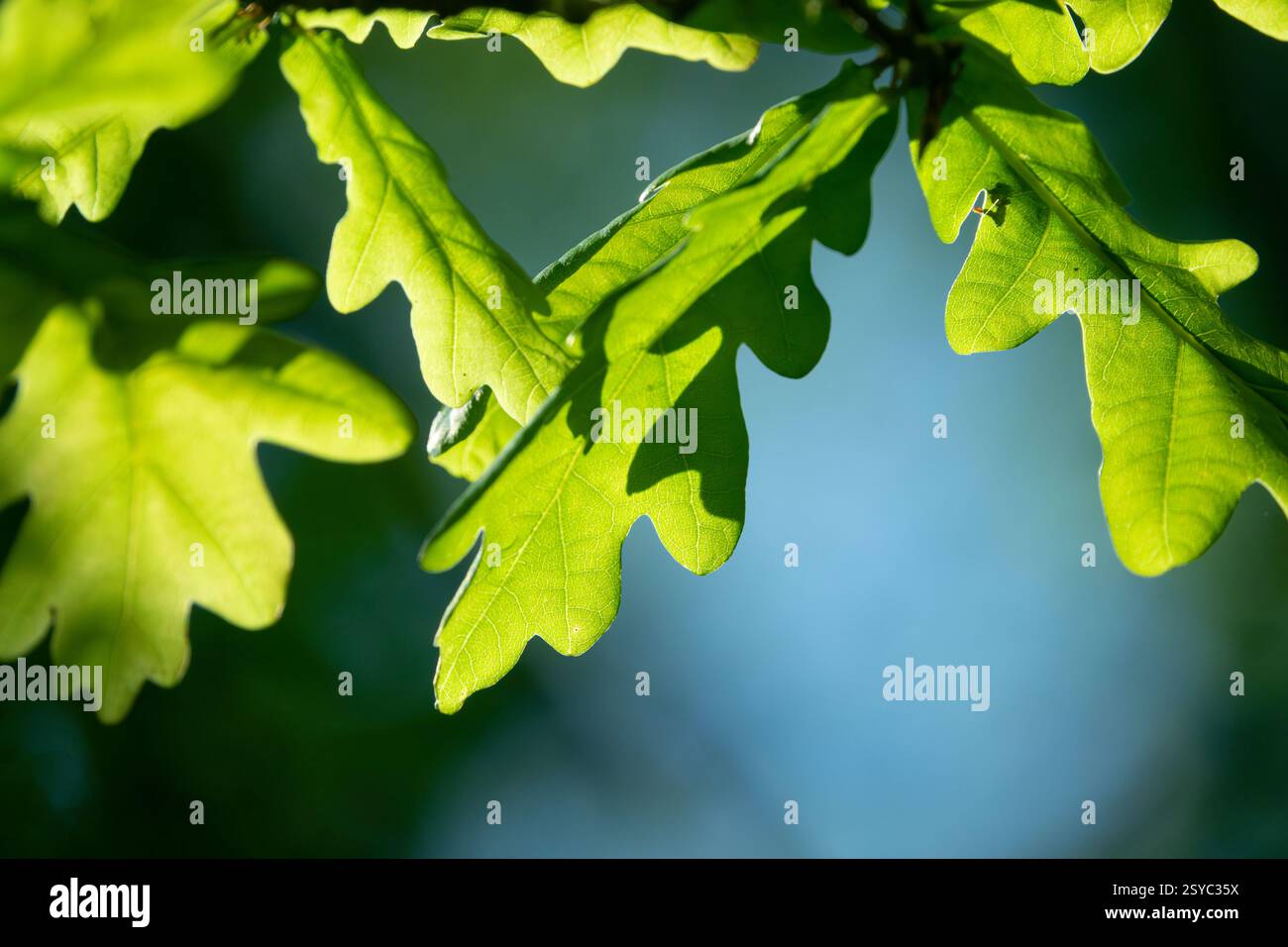 Fresh young oak leaves hi-res stock photography and images - Alamy