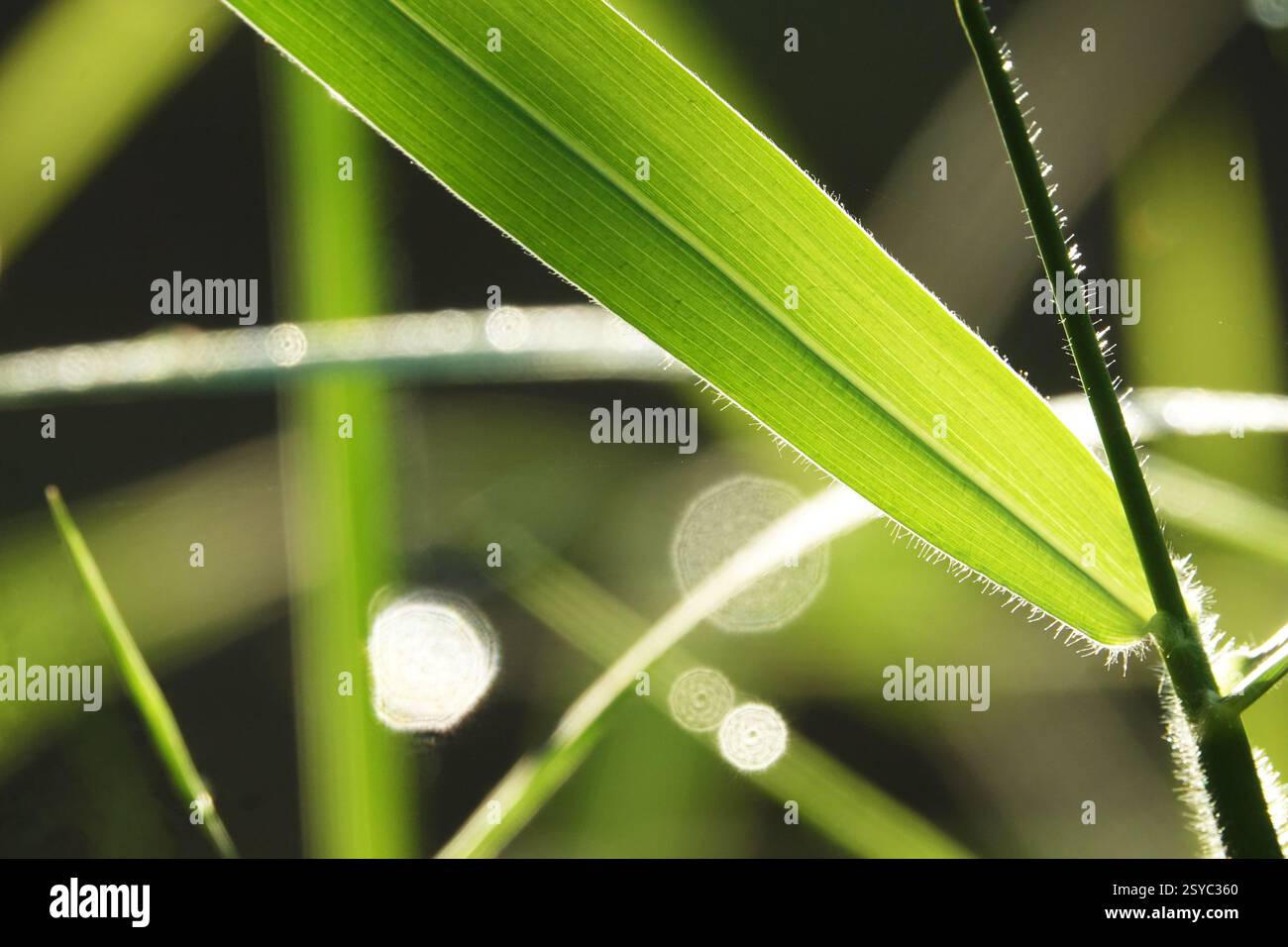 Background young grass dew hi-res stock photography and images - Alamy