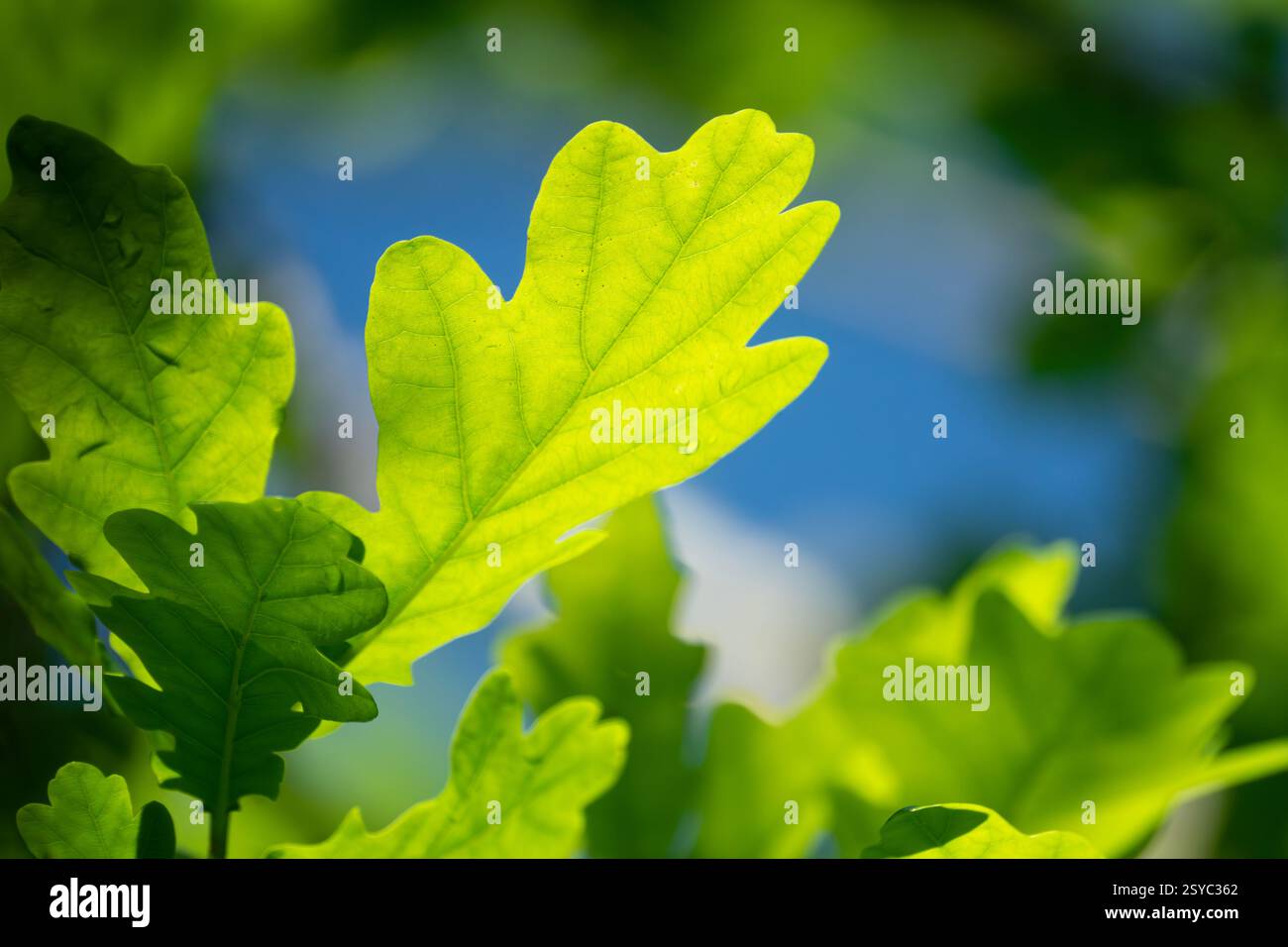 Oak shade leaves hi-res stock photography and images - Alamy
