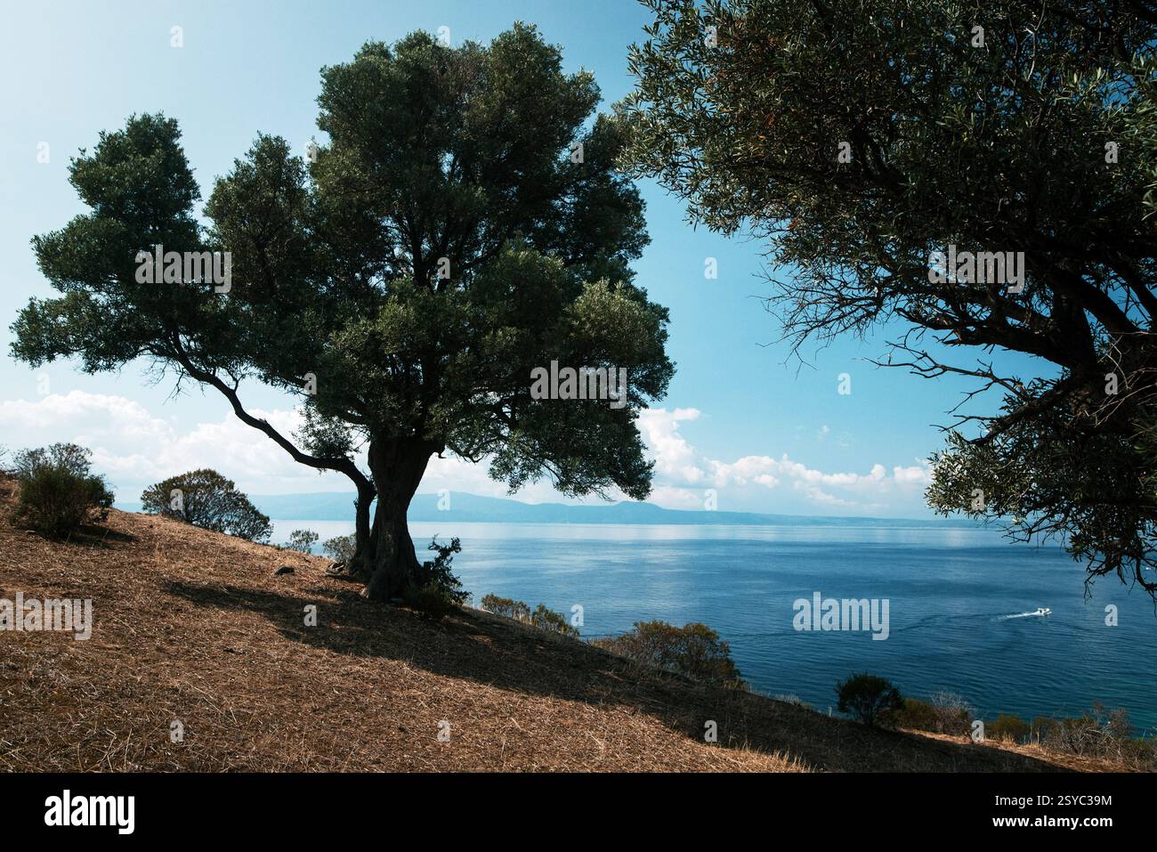 Coastal Landscape with Trees and Calm Sea Stock Photo - Alamy