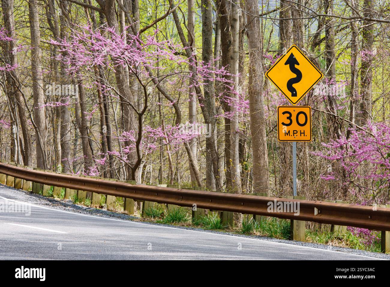 A windy road sign with spring redbud trees along Skyline Drive Stock ...