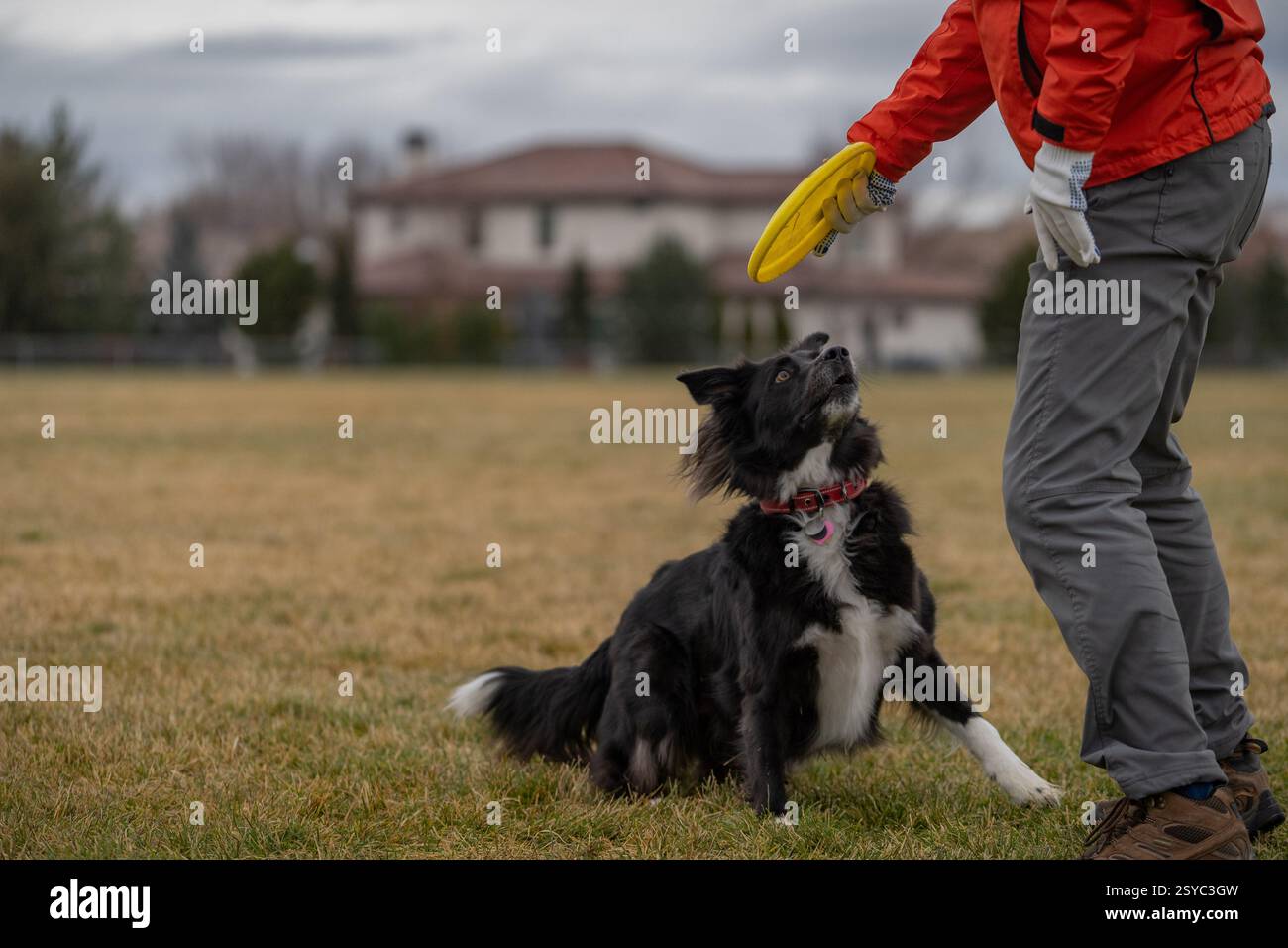 Border Collie looking at owner intensely Stock Photo - Alamy