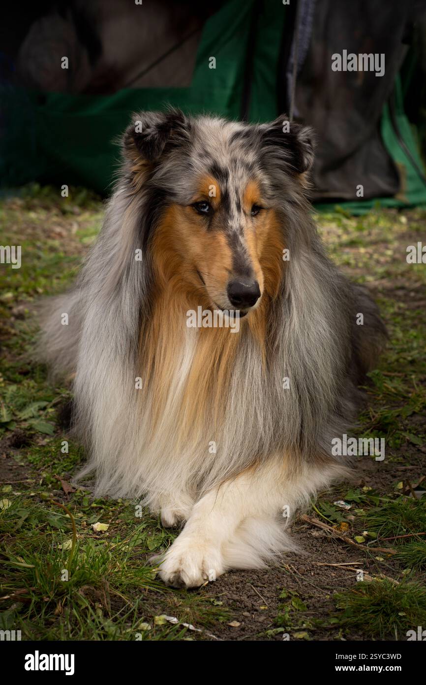 Shetland sheepdog face portrait hi-res stock photography and images - Alamy