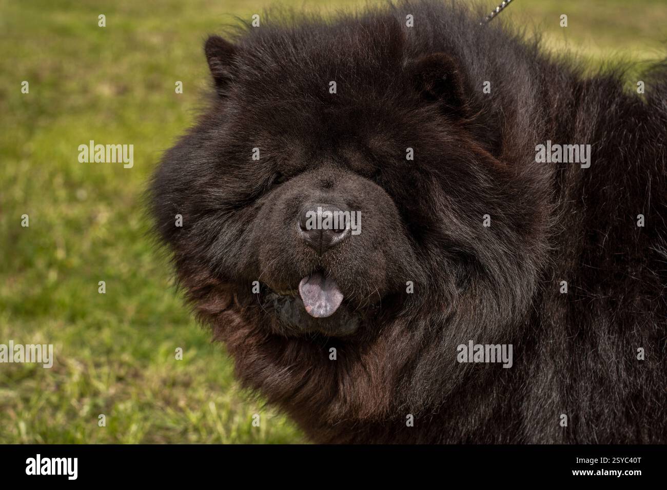 Black chow chow closeup outdoor portrait, blue tongue sticking out ...