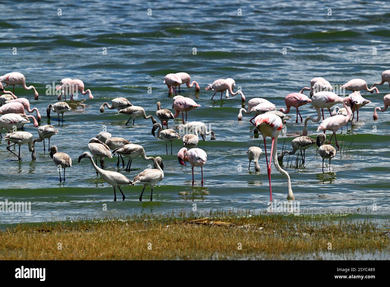 Group of flamingos in water, Ngorongoro Conservation Area Stock Photo ...