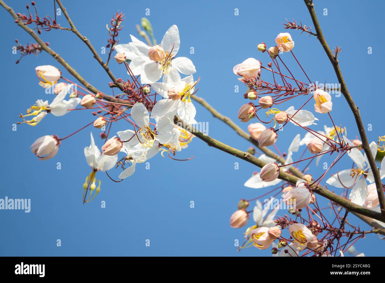 Pink shower tree (Cassia bakeriana) flowering Stock Photo - Alamy