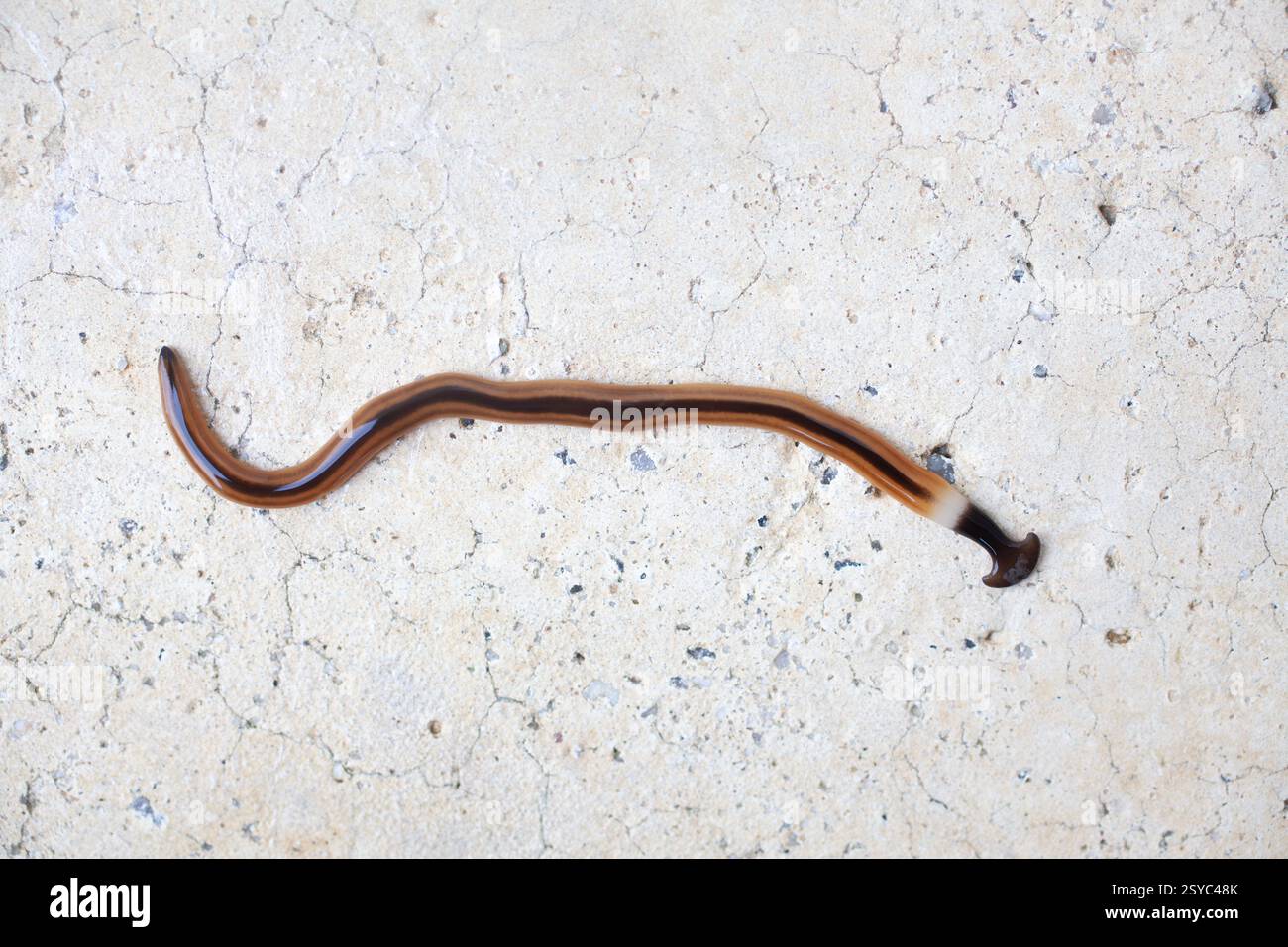 Hammerhead worm (Diversibipalium haasei) in Thailand Stock Photo - Alamy