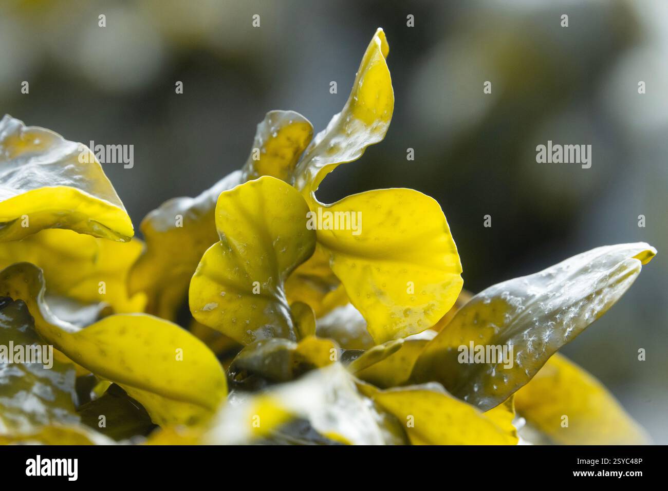 Algae on littoral low hi-res stock photography and images - Alamy