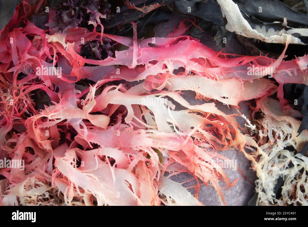 Pink seaweed on a rocky shore in Kerry Stock Photo - Alamy