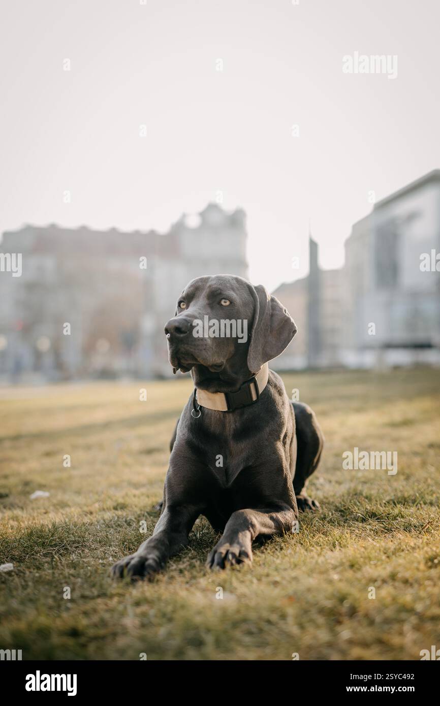 Weimaraner Gray Short-Haired Dog with Floppy Ears Laying Indoors Stock ...