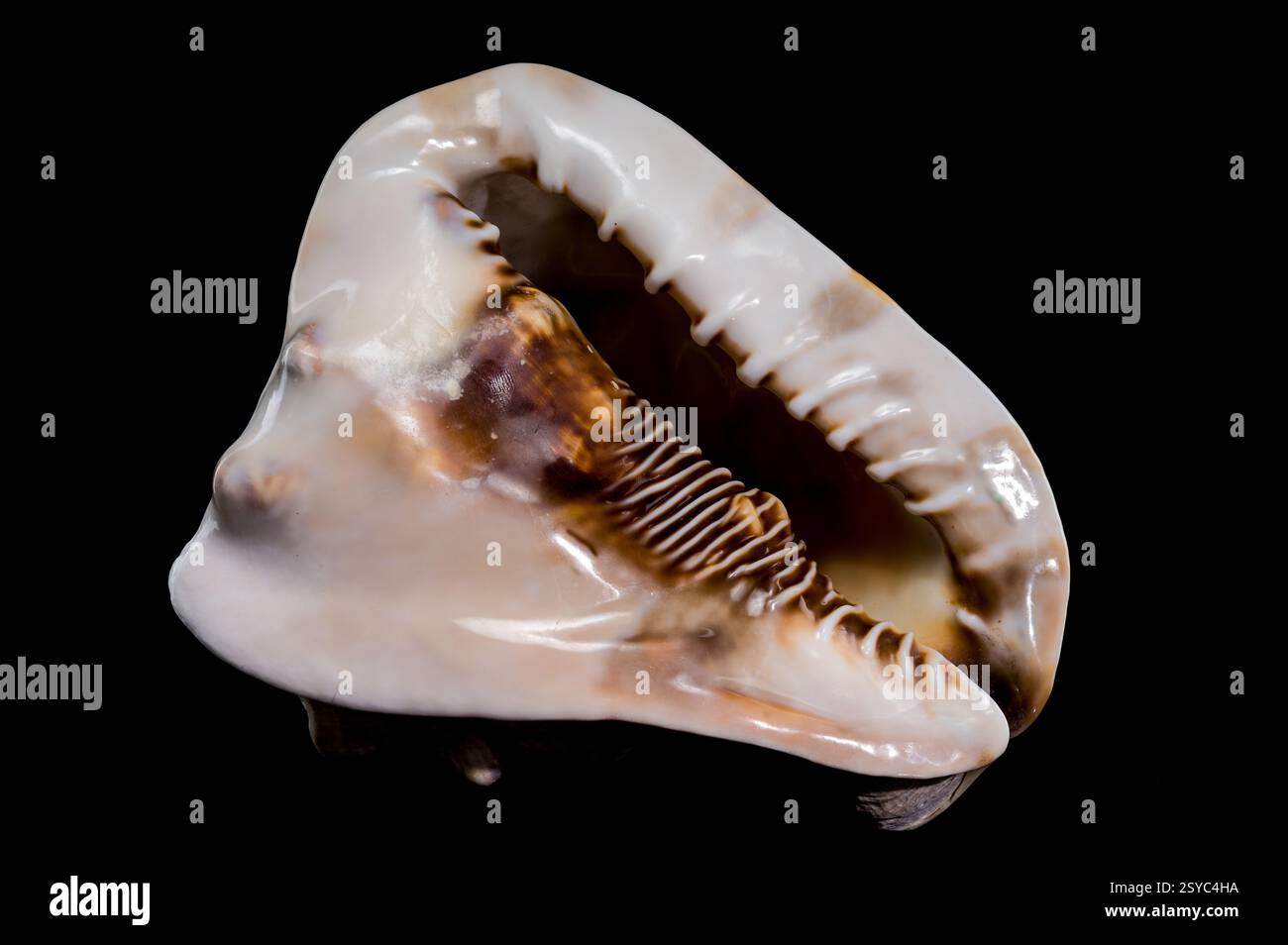 Cassis tuberosa or king helmet shell on black background Stock Photo ...