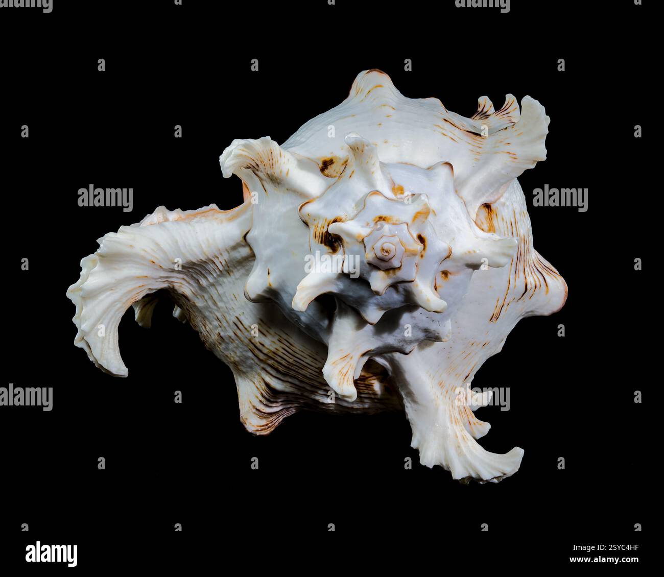 Seashell murex ramosus hi-res stock photography and images - Alamy