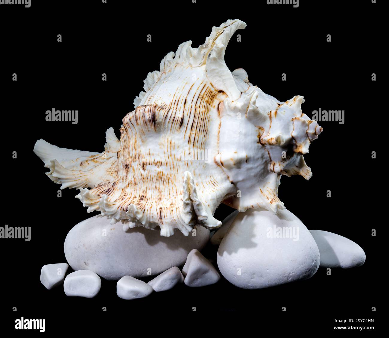 Ramose Murex Shell on white Rocks black background Stock Photo - Alamy