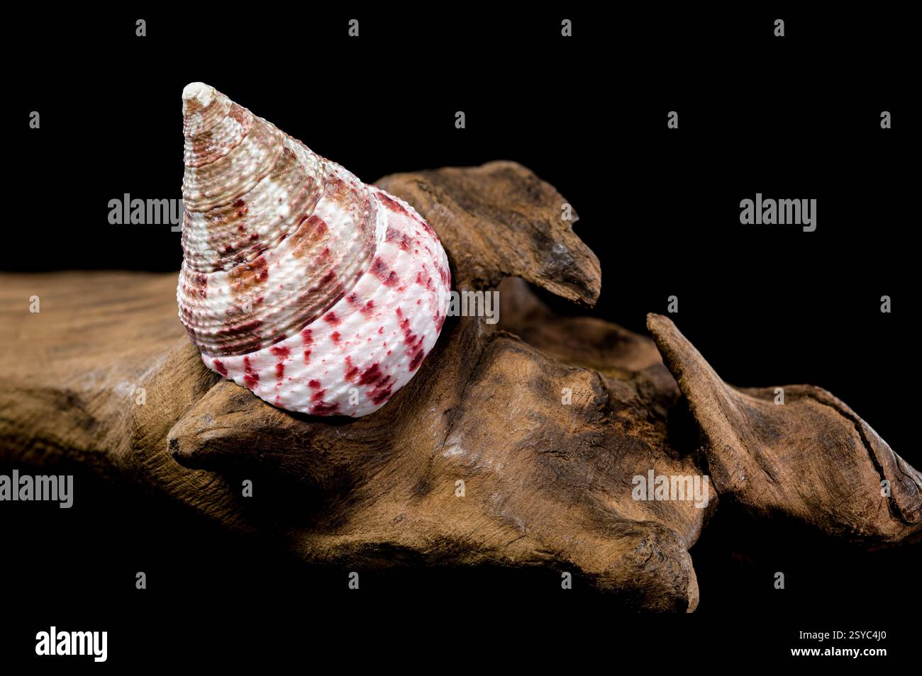 Trochus Shell on Driftwood Background Stock Photo - Alamy