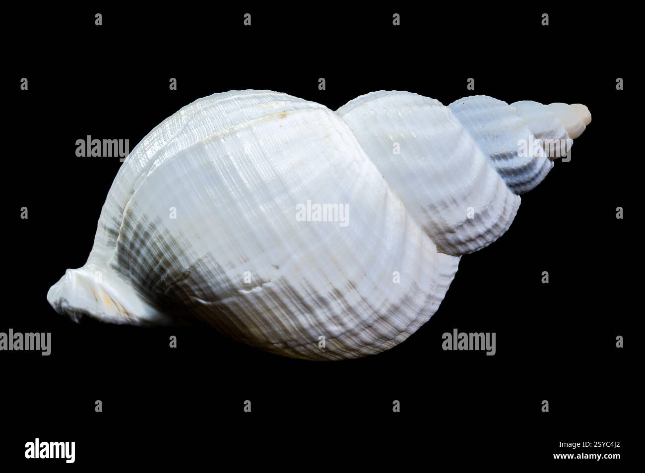 Large white common whelk buccinum undatum shell on black background ...