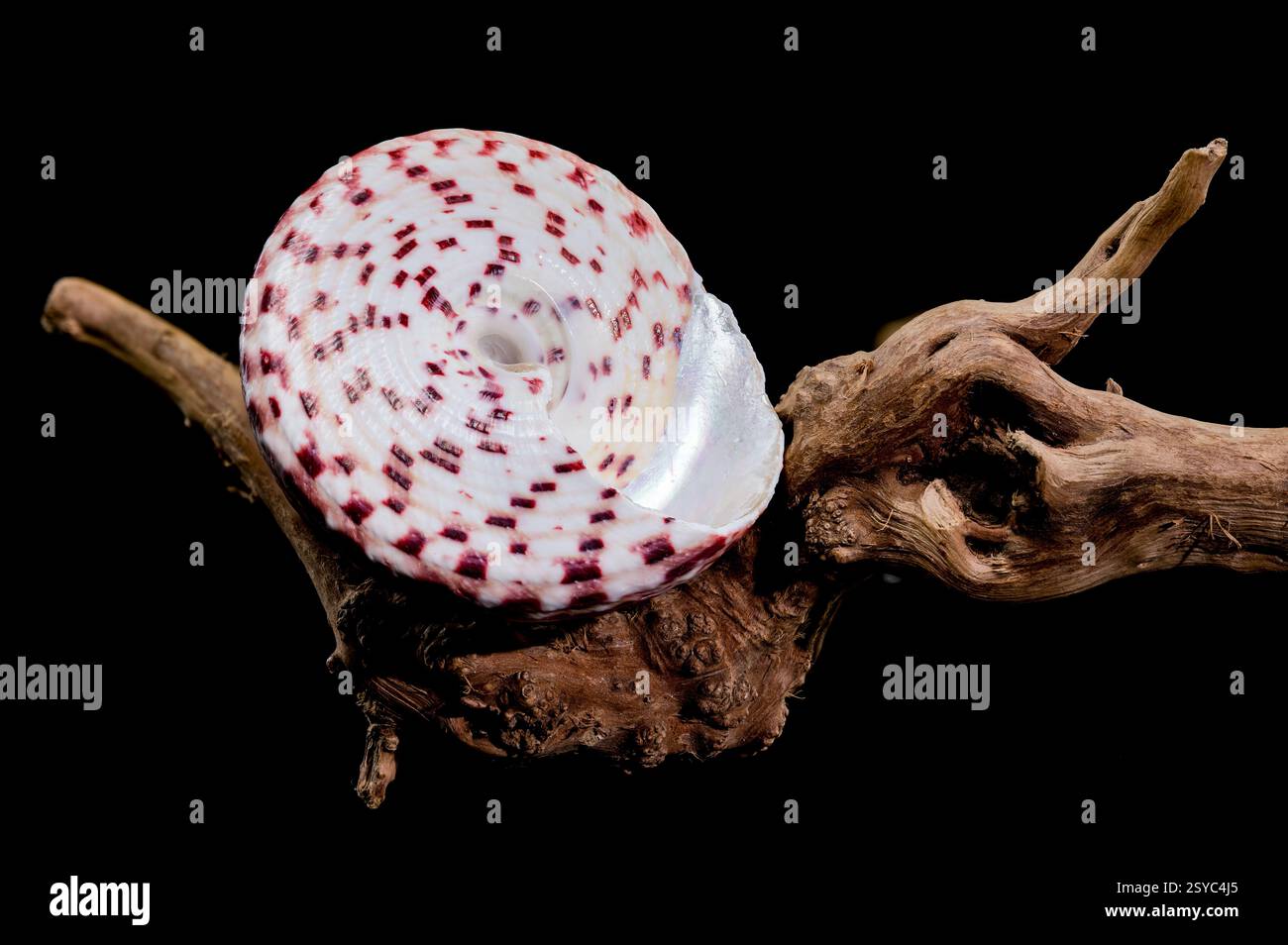 Trochus Shell on Driftwood Background Stock Photo - Alamy