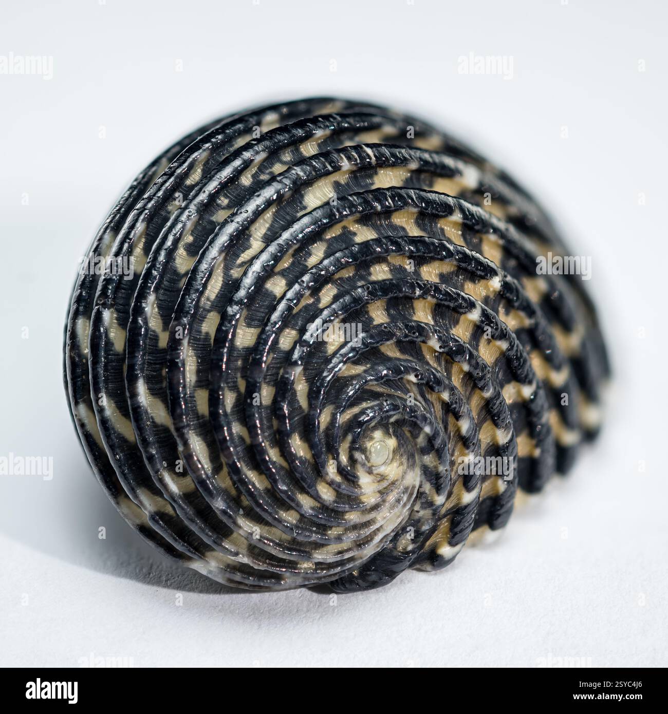 Spiral Neritodryas cornea shell close-up Stock Photo - Alamy