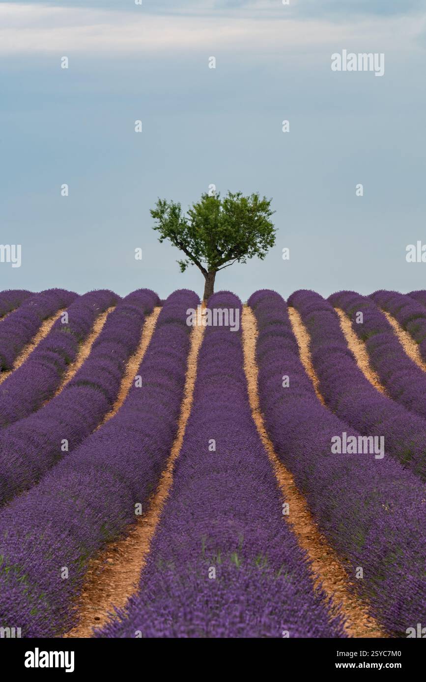Lavender Fields in Provence, France Under a Blue Sky Stock Photo - Alamy