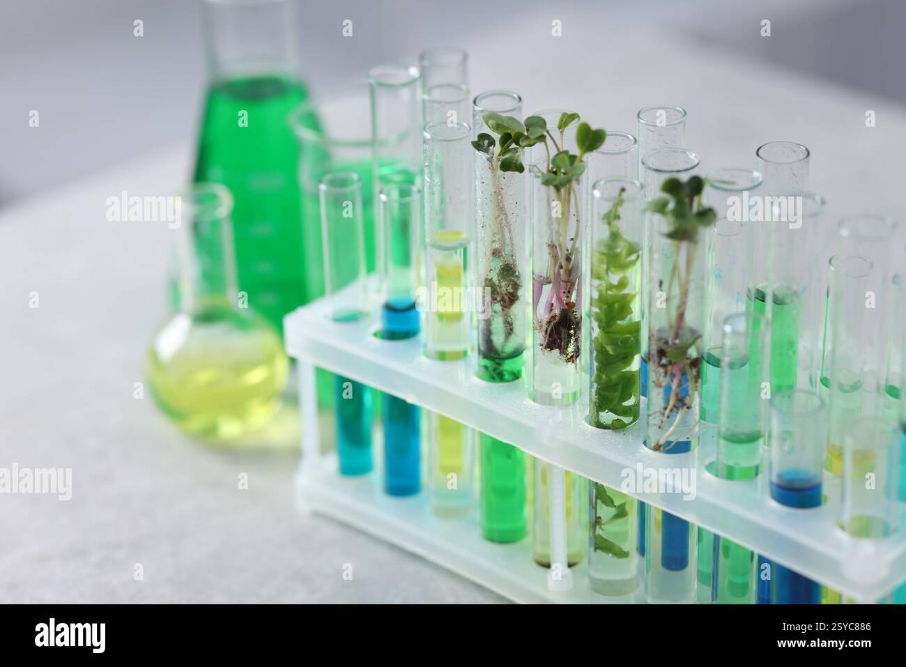 Biochemistry. Glassware with different liquids and plants on light grey ...